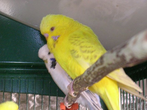 Training on VOC some questions about mAP and tensorboard usage · Issue ...