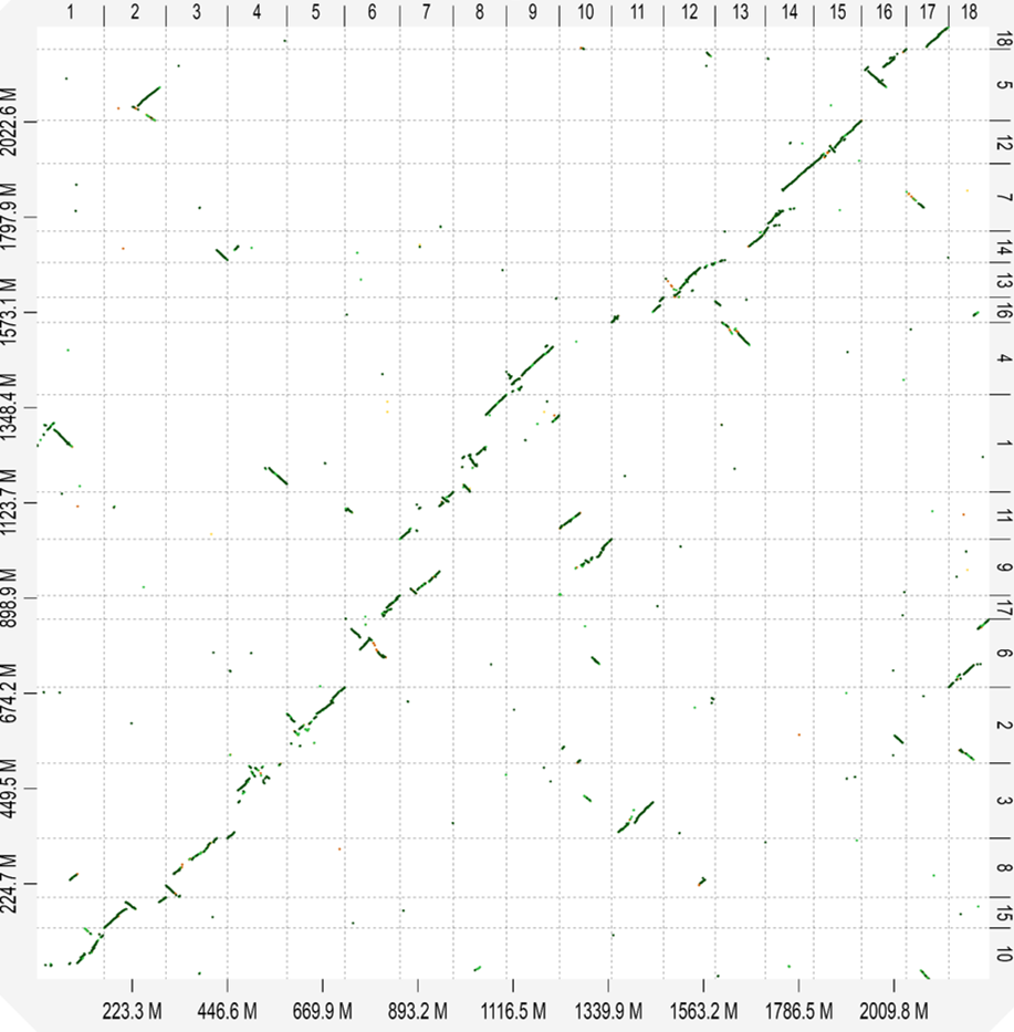 Translocation after scaffolding based on reference genome · Issue #70 · bcgsc/ntJoin · GitHub