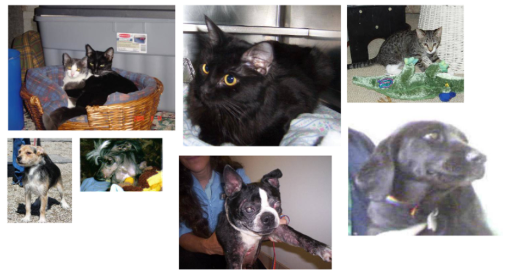 GitHub - dhruvbhatia563/Classify-Coloured-Images-of-Cats-and-Dogs ...