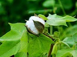 GitHub - MedipalleTendulkar/Cotton-Disease-Prediction: Created a web application using Flask ...