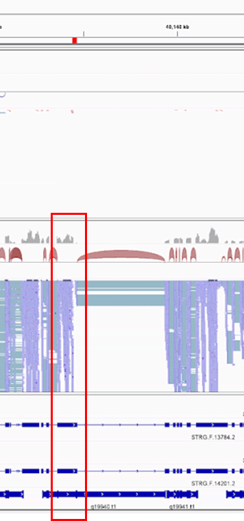 Augustus and using RNAseq reads exclusively · Issue #667 · Gaius-Augustus/BRAKER · GitHub