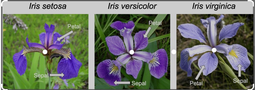 GitHub - Harkeerat-Pathak/IRIS-Dataset