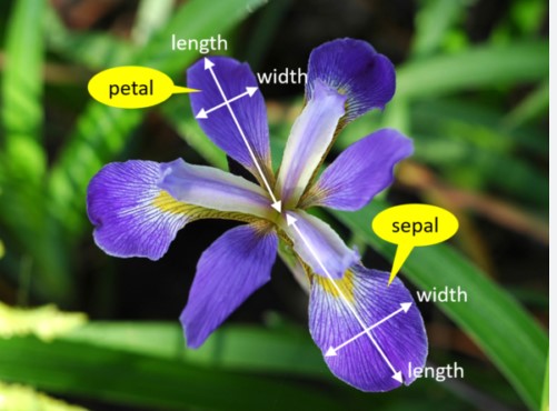 GitHub - Harkeerat-Pathak/IRIS-Dataset