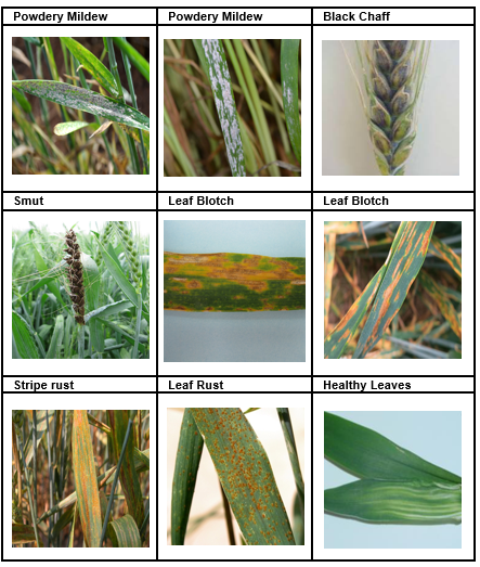 GitHub - Alaaeldesoky/Deep-Learning-Based-Wheat-Disease-Recognition ...