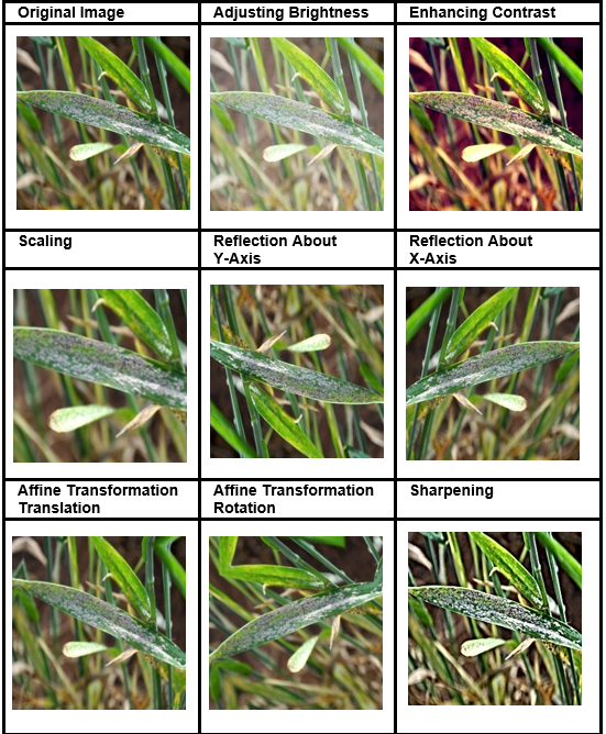 GitHub - Alaaeldesoky/Deep-Learning-Based-Wheat-Disease-Recognition ...