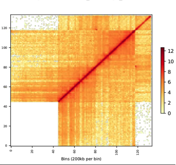 Some chromosomes of the heat map generated by ALLHiC_plot are blank · Issue #60 · tangerzhang ...