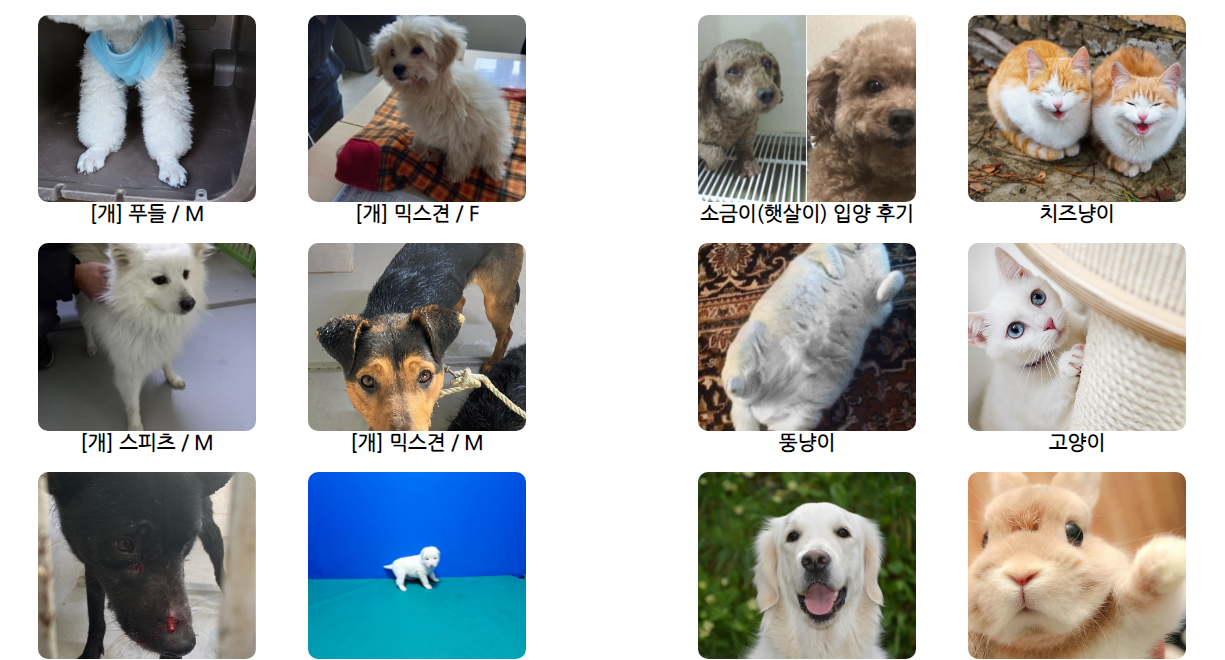 GitHub - L-chobi/Companion-in: 엘리스 sw 엔지니어 트랙 1차 프로젝트