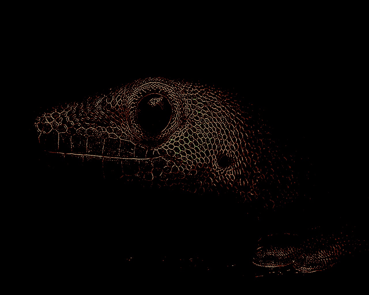 GitHub - lefp/gecko-gif