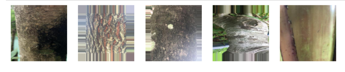 GitHub - ANKITZEAL/TMLC-Assignment-Bark-Texture-Images-Classification