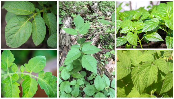 GitHub - martin1934019340/QMST-5367-Machine-Learning-Plant-Image-Processing: QMST 5367 Machine ...