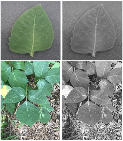 GitHub - martin1934019340/QMST-5367-Machine-Learning-Plant-Image-Processing: QMST 5367 Machine ...