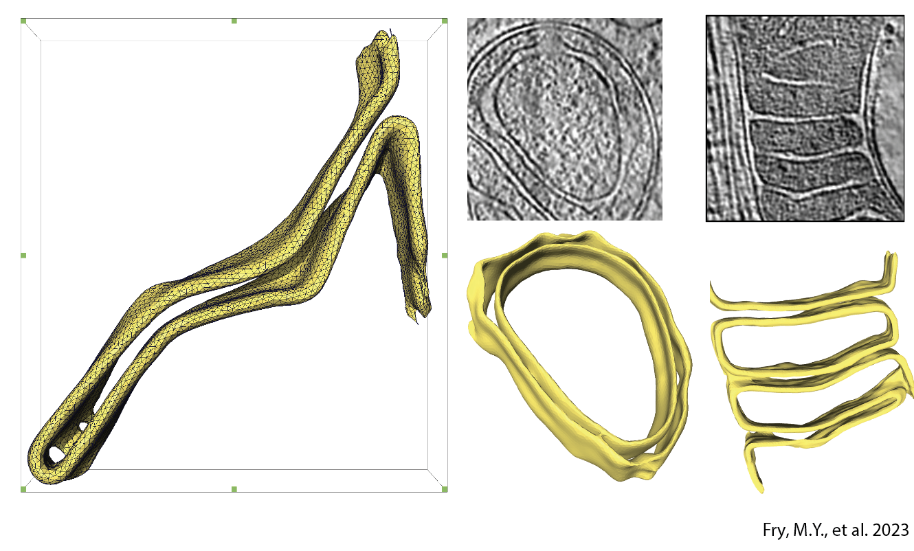 GitHub - virlyananda/EM-ImageProcessing: Documentation on Electron ...