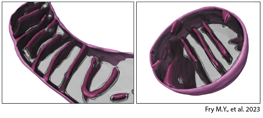 GitHub - virlyananda/EM-ImageProcessing: Documentation on Electron Microscopy(EM) computational ...