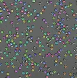 GitHub - JTaal/Calcium-flux-data-analysis: Converting multi channel ...