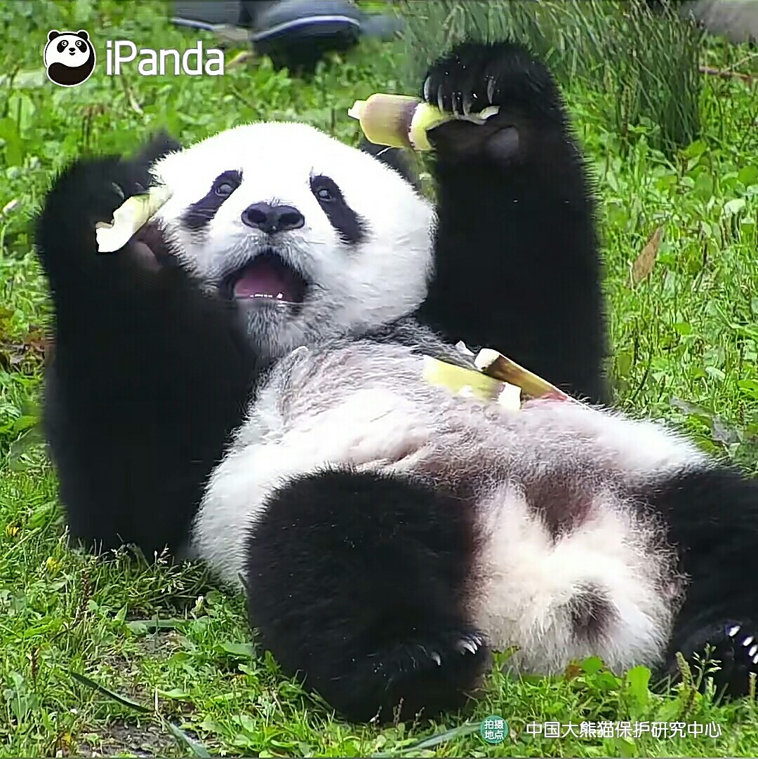 白上吹雪表情包(确定没有夏哥) · Issue #53 · vtuber-issues/home · GitHub