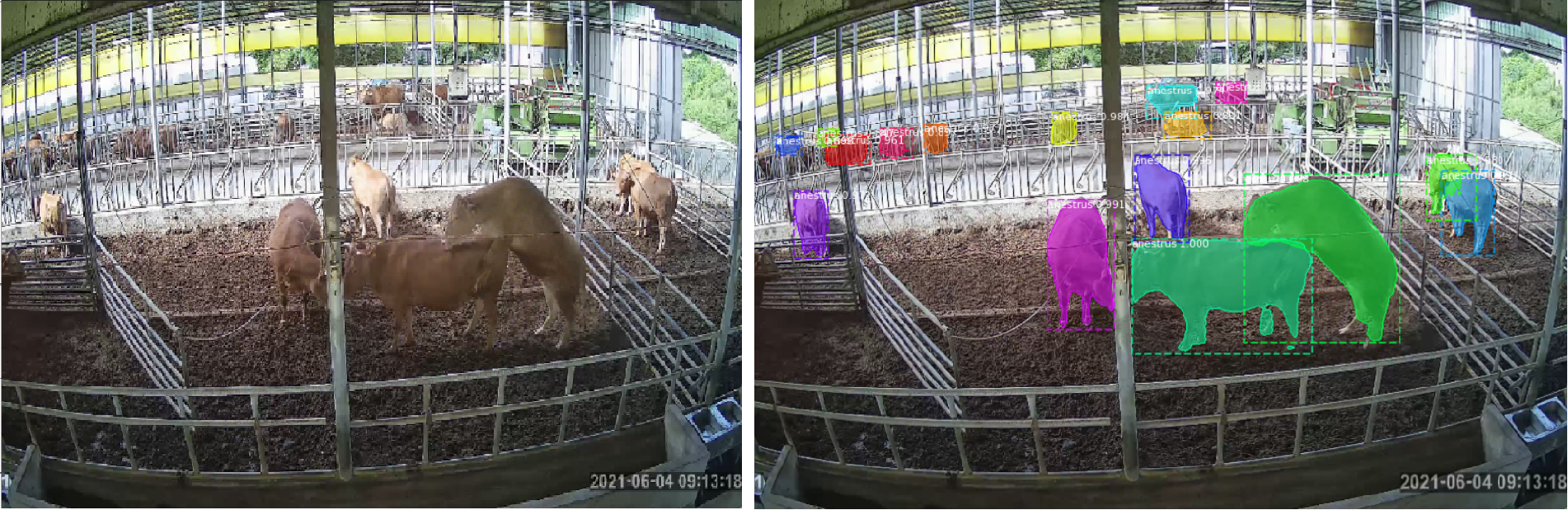 GitHub - chaeeun415/Cow_Estrus_Detection: 한우 발정 Instance Segmentation Model