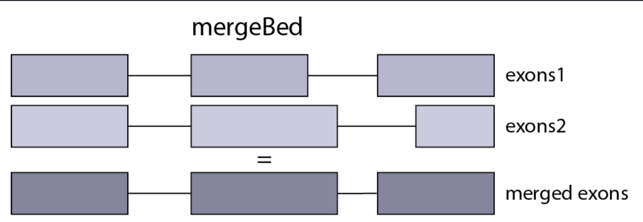 提取基因组中的内含子、外显子以及基因间区-CSDN博客
