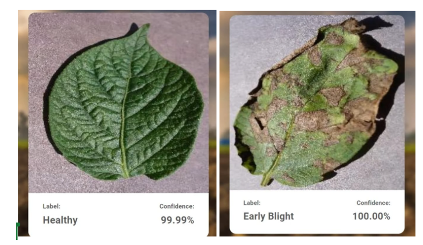 GitHub - satyam20-sys/Plant-Disease-Classification-Using-CNN