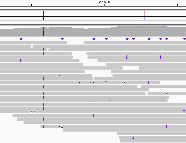 phase block with one phased variant · Issue #275 · whatshap/whatshap · GitHub