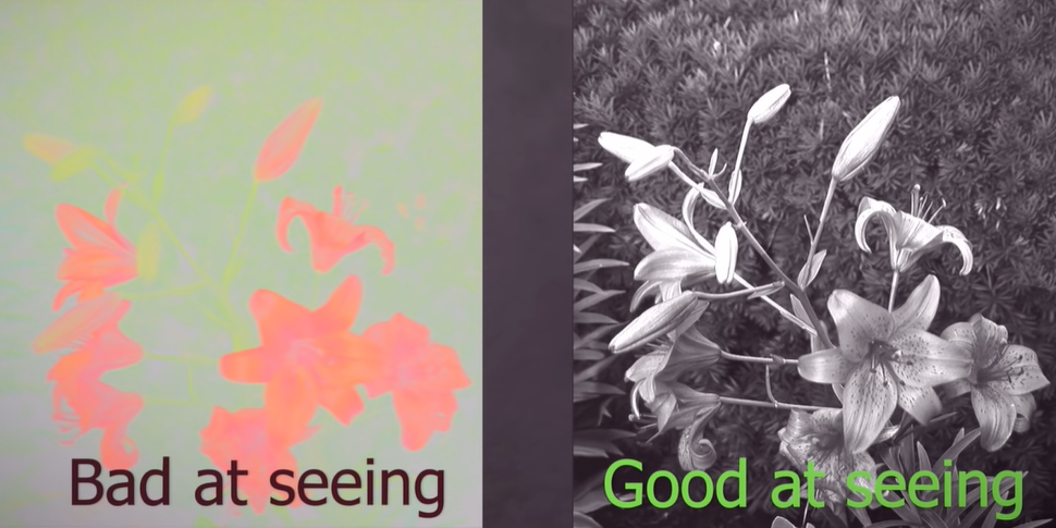 GitHub - SahikaErcan/JPEG-Image-Compression: JPEG Image Compression