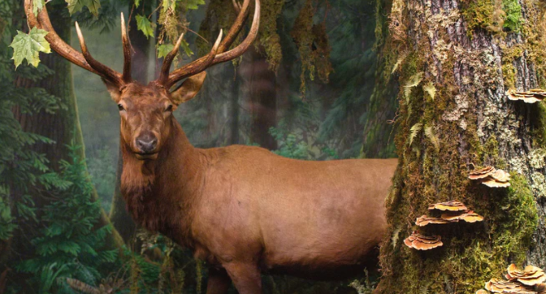 GitHub - Yaji16/BlurryLoading: Loading a website background image using blurry effect.