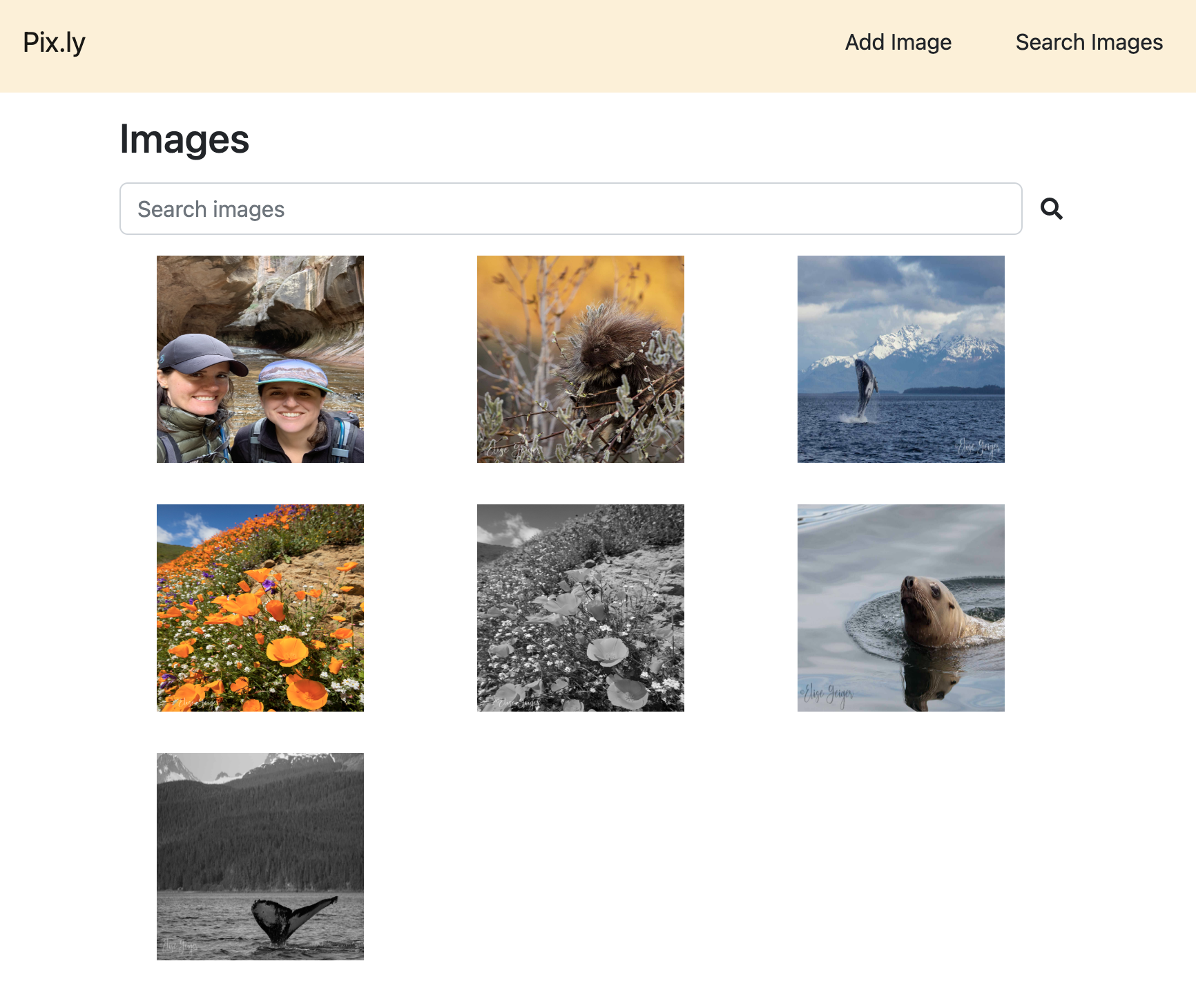 GitHub - GeigerTiger55/pixly-flask