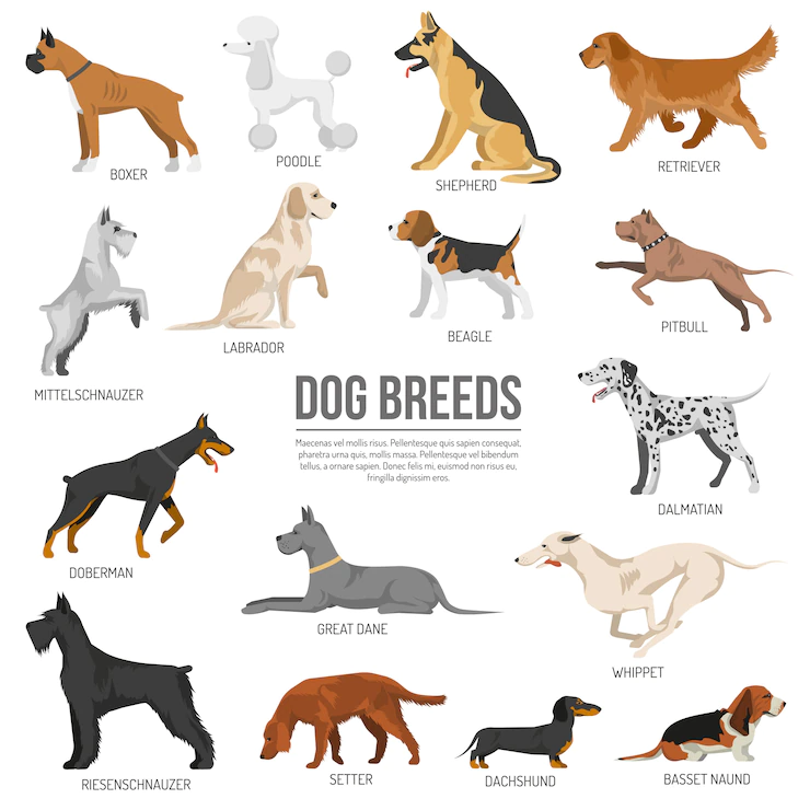 GitHub - SatyamSarmah/Dog-Breed-Classification