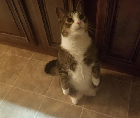 GitHub - j-sprague/Mittens-Website: Website that randomly displays a picture of one of my cats