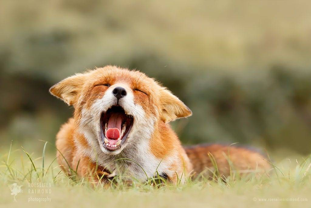 Springfox 3.0 Progress report... · Issue #3070 · springfox/springfox ...