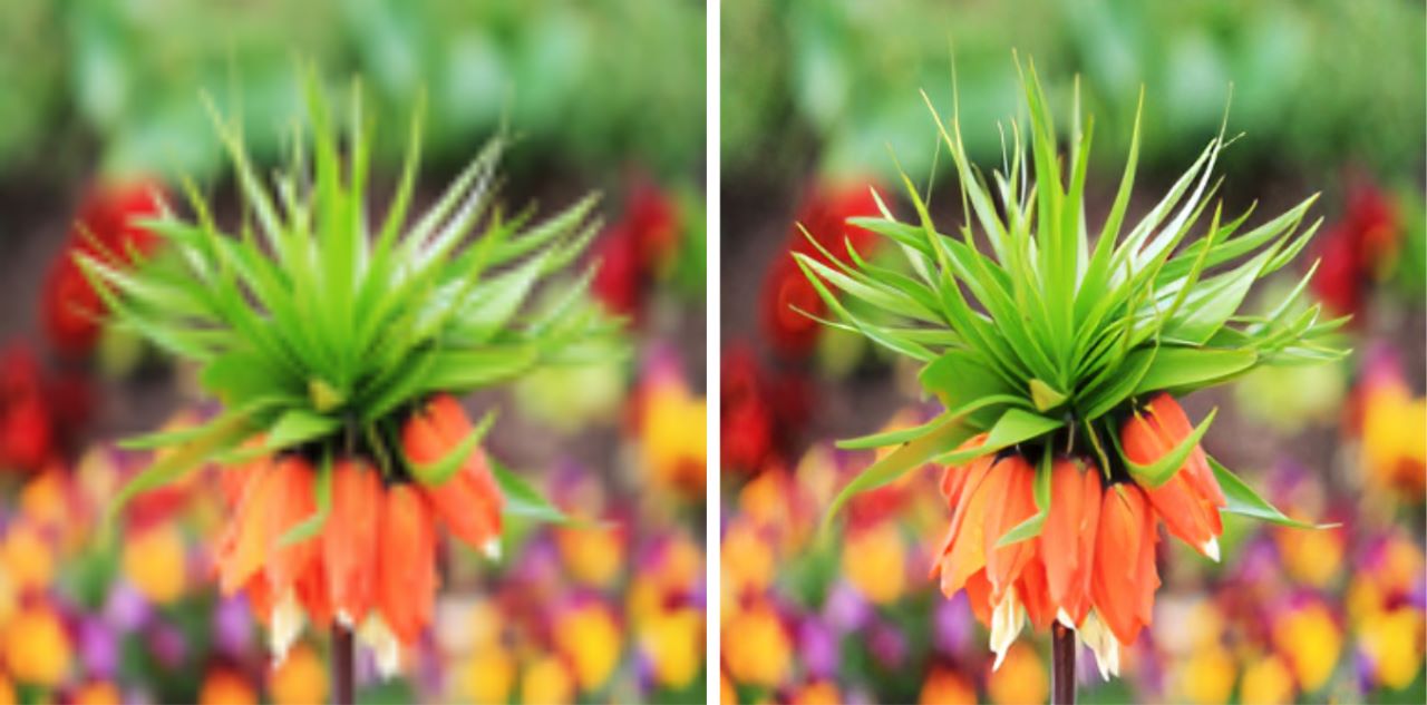 Github Anuroy2146 Image Enhancer Webapp Swinv2 Enhancing The Quality Of Compressed And Low