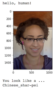 GitHub - ShrivardhanGoenka/DogClassification