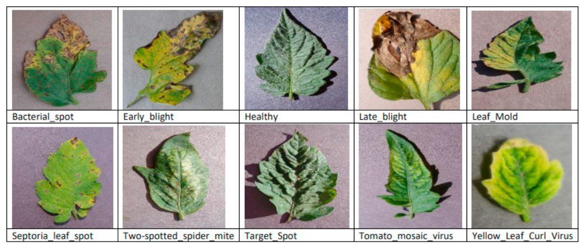 GitHub - dovuthanhhien1609/Tomato-Leaf-Disease-Detection