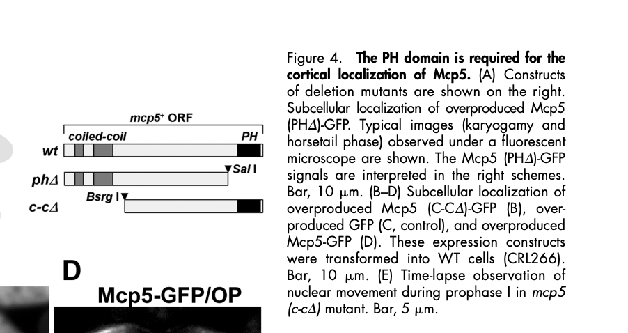 mcp5 · Issue #3501 · pombase/curation · GitHub