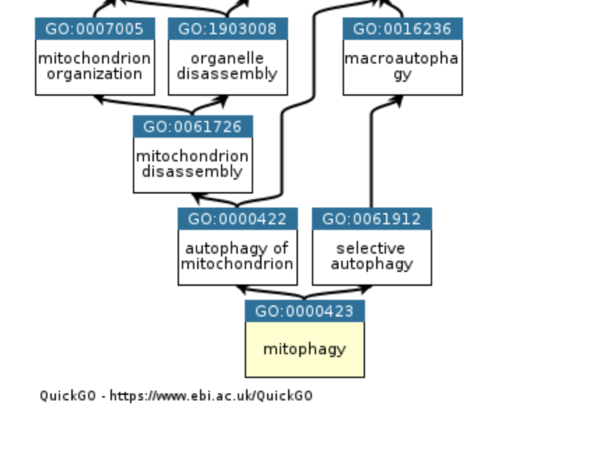 mitophagy · Issue #25541 · geneontology/go-ontology · GitHub