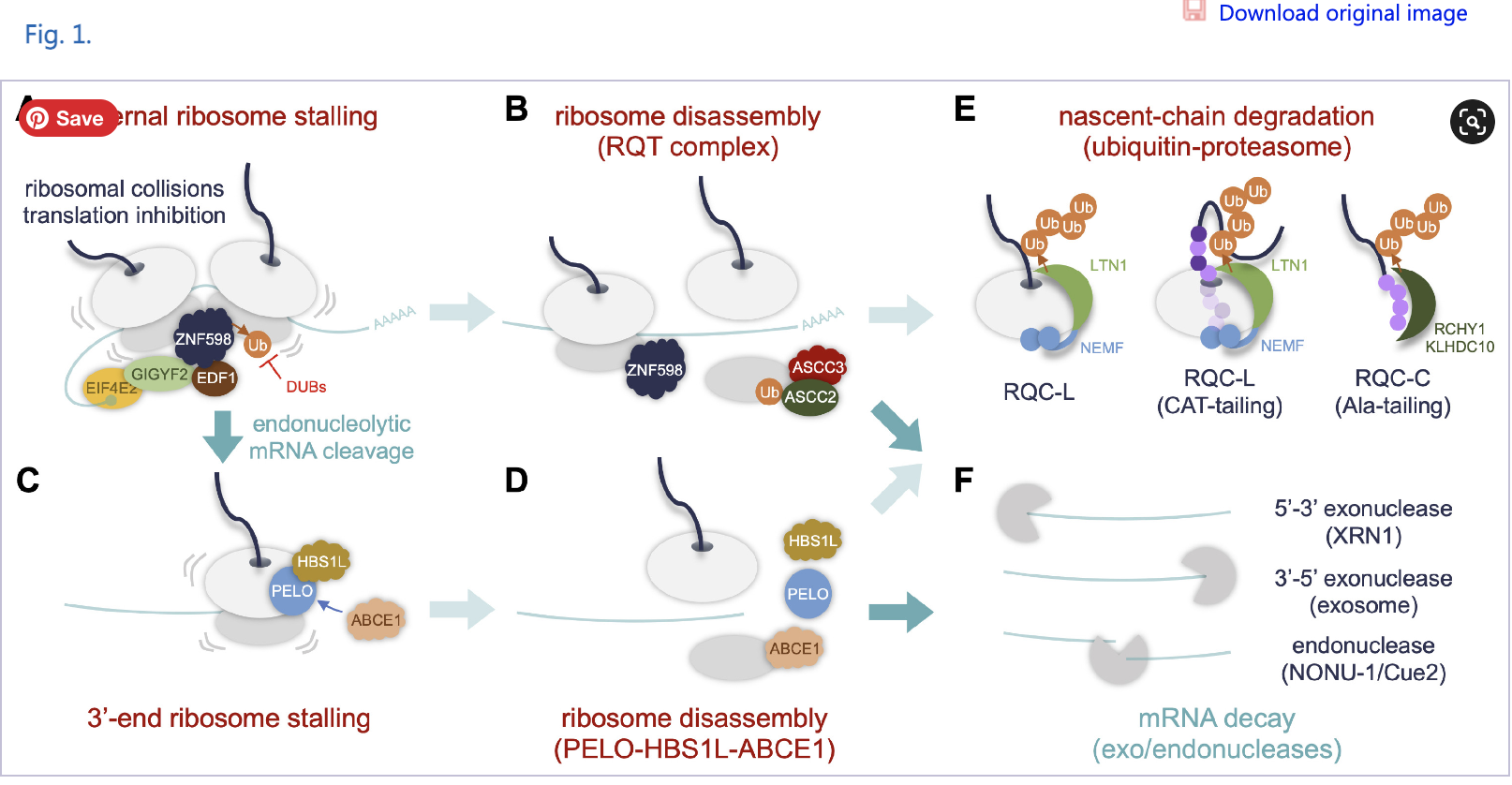 Missing parent: rescue of stalled ribosome (GO:0072344) · Issue #26238 ...