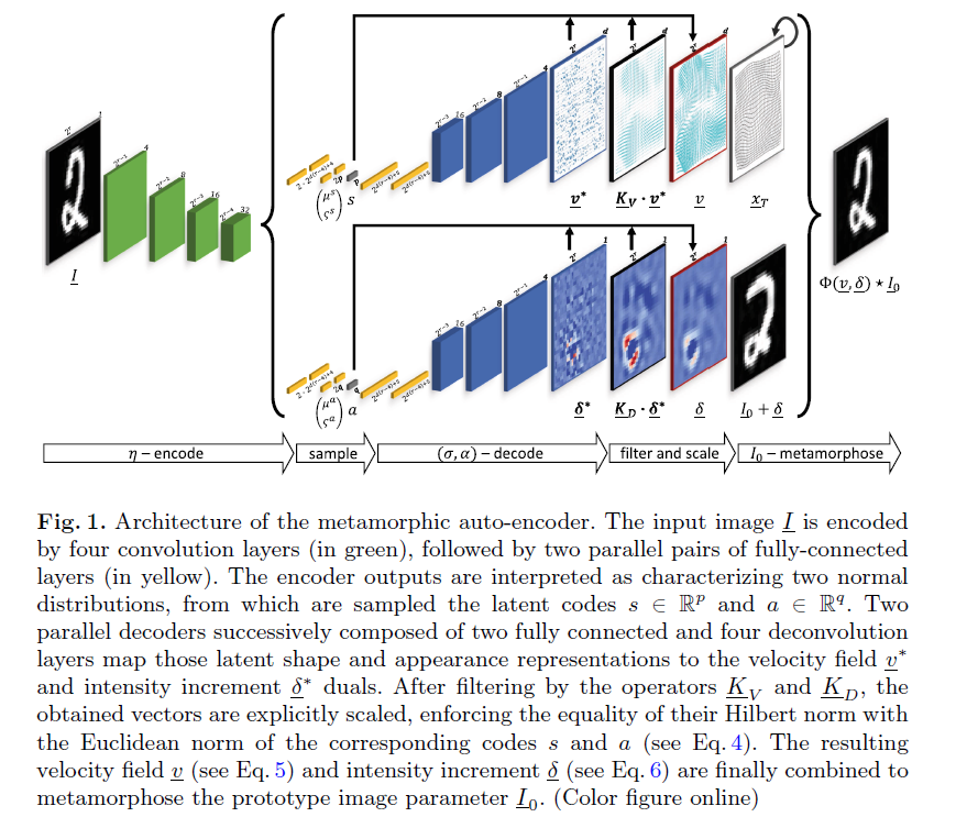 Learning Joint Shape and Appearance Representations with Metamorphic ...