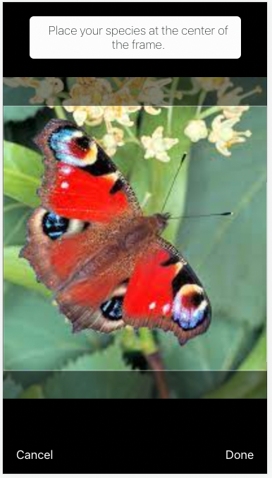 Add automatic species identification from photos · Issue #238 · NERC ...