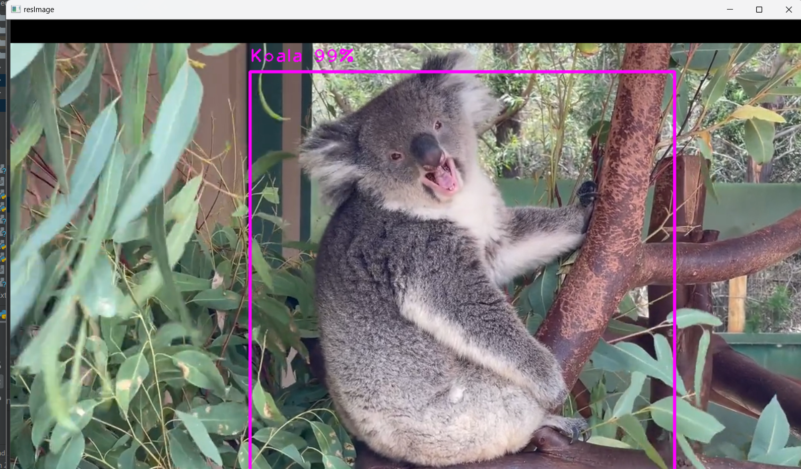 GitHub - Koks-creator/YoloKoalaDetection: Yolov3 trained on custom dataset to detect koalas