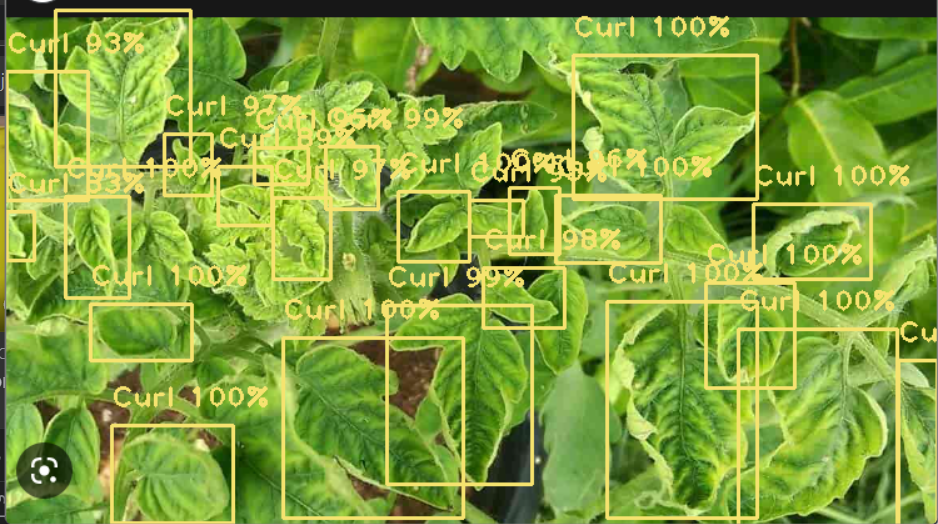 GitHub - Koks-creator/TomatoLeafsConditionApp: Web app made to check condition of tomato leafs ...