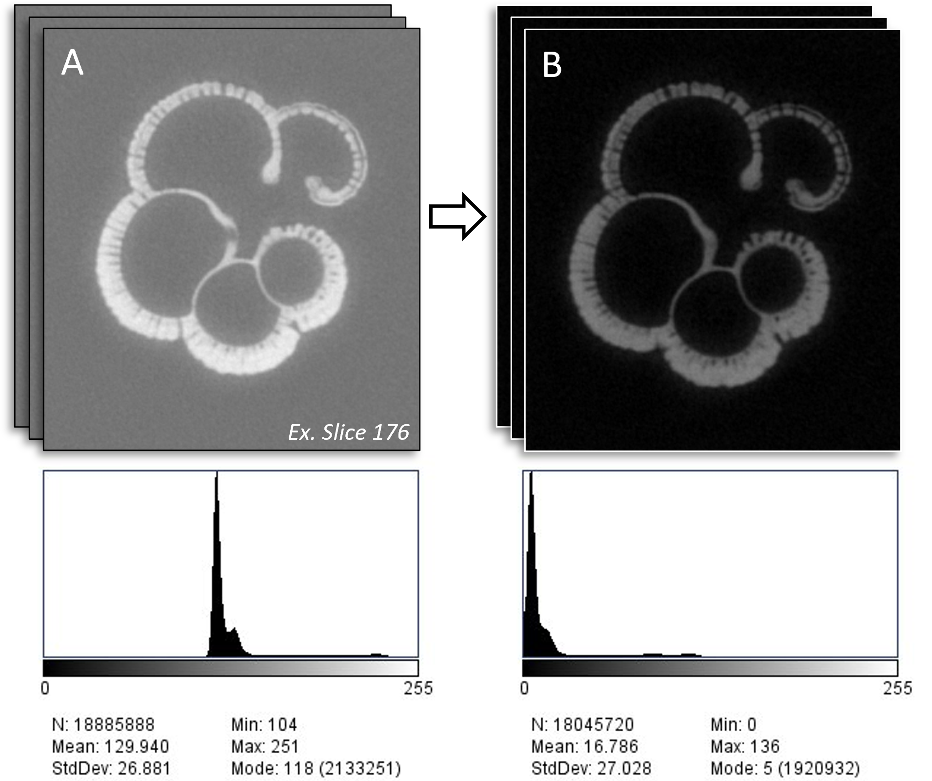 GitHub - Foraminarium/MicroCT-Image-Analysis-with-ImageJ-Fiji: Micro X-ray Computed Tomography ...