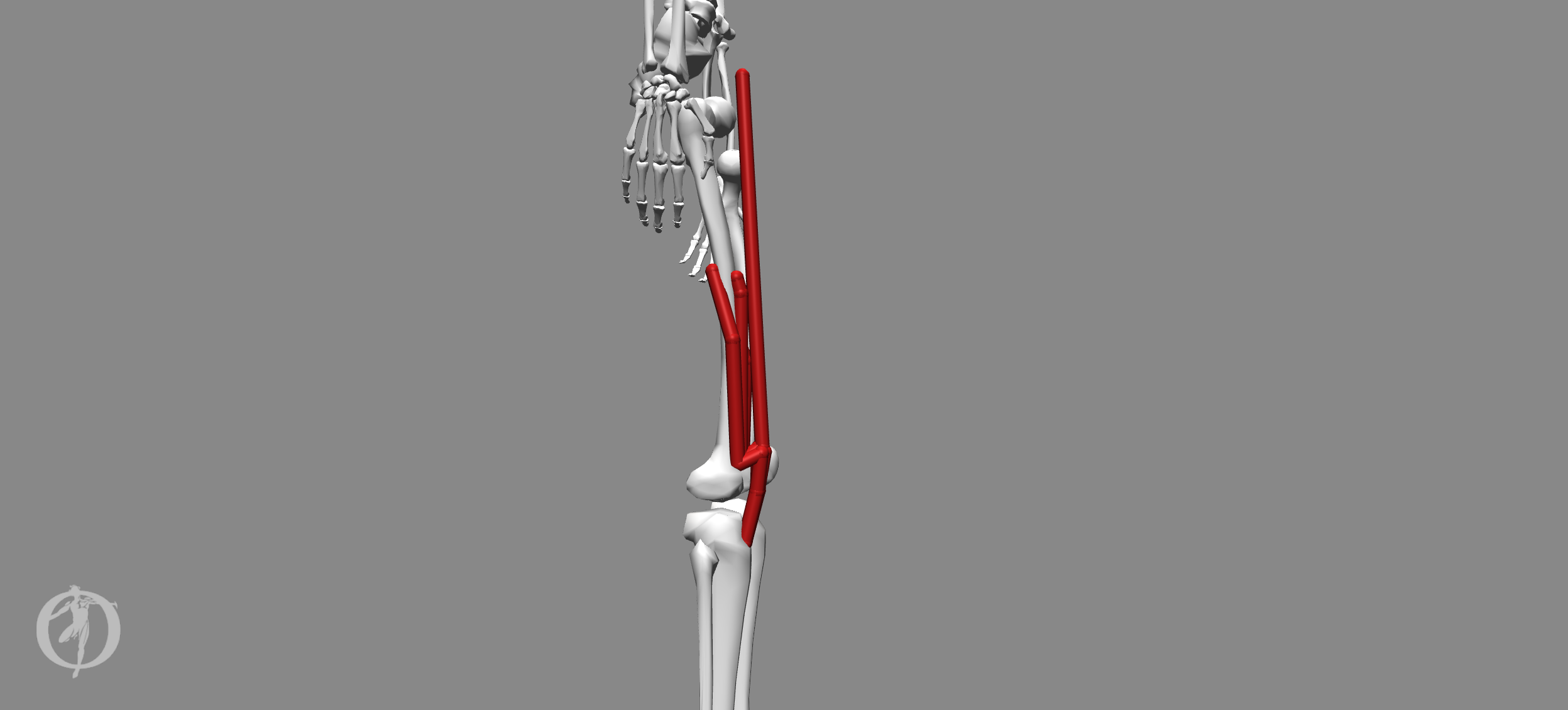 ConditionalPathPoint's sometimes don't visualize correctly · Issue #1331 · opensim-org/opensim ...