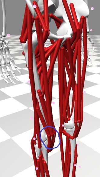 Wrap geometry quadrant display and muscle path around wrap object display unexpected · Issue ...