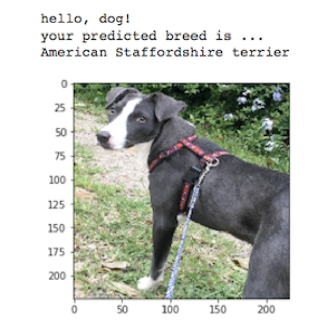 GitHub - TouyeAchille/Algorithm-for-a-Dog-Identification-App: Data ...