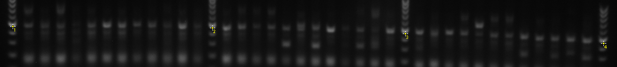 GitHub - JGanChong/ImageJ_Gel_Alignment_Macro: Aligns DNA/Protein Gels ...