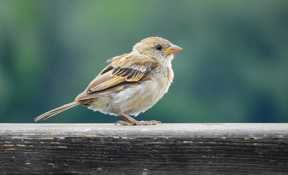 GitHub - badarang/life-of-sparrow: It's about the life of a sparrow. (Vanilla JS)