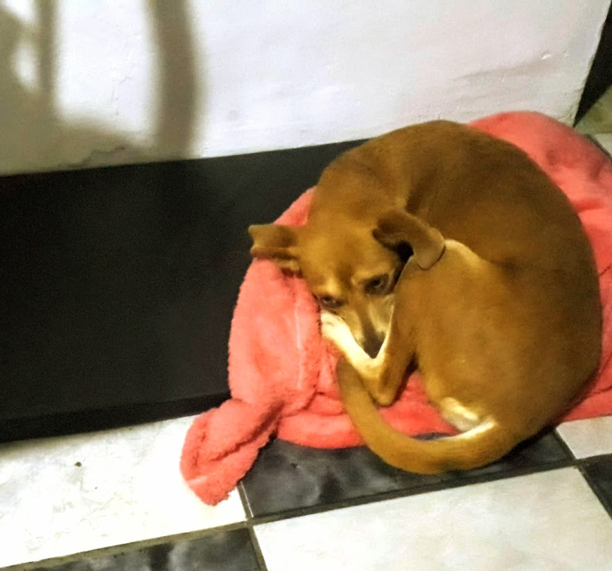 style(storefront-twbs): bs5 styles backport by sameoldcarlos · Pull ...