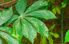 GitHub - AdiShirsath/Cassava-Leaf-Disease-Detection: API to Detect Leaf Disease