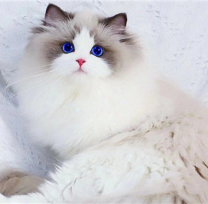 GitHub - jiz12/grgroup: Go-ragdoll is a package that manages multiple ...