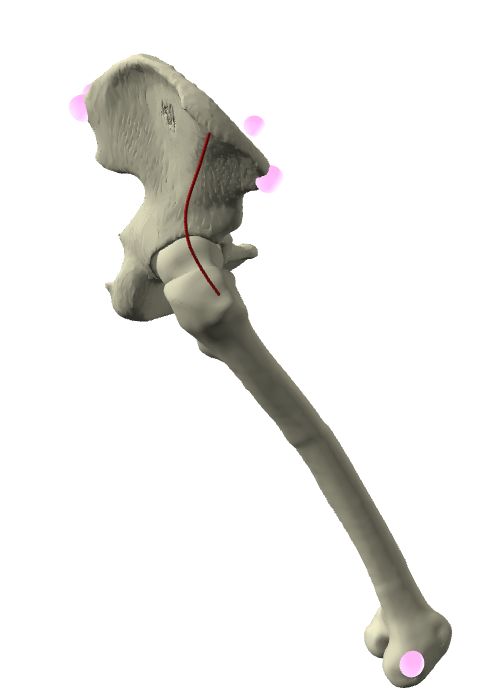 Visualizer Does Not Display Correctly First Point Of A Muscle Geometrypath When Using