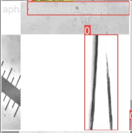 Mosaic Augmentation Occlusion issues · Issue #11127 · ultralytics ...